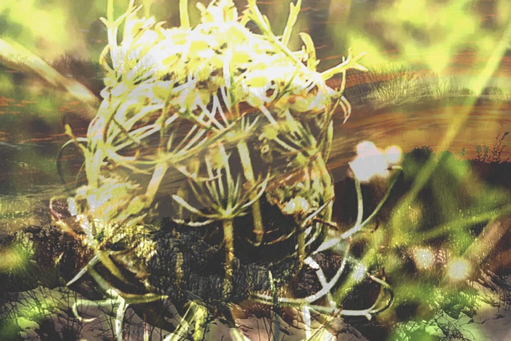 POST DOOM ROMANCE :: PRAIRIE TRANSMISSIONS :: SOMNIMAGE/RIZOSFERA :: LIBRO + RIZOSTREAM ...